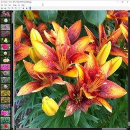 Microsoft Apps