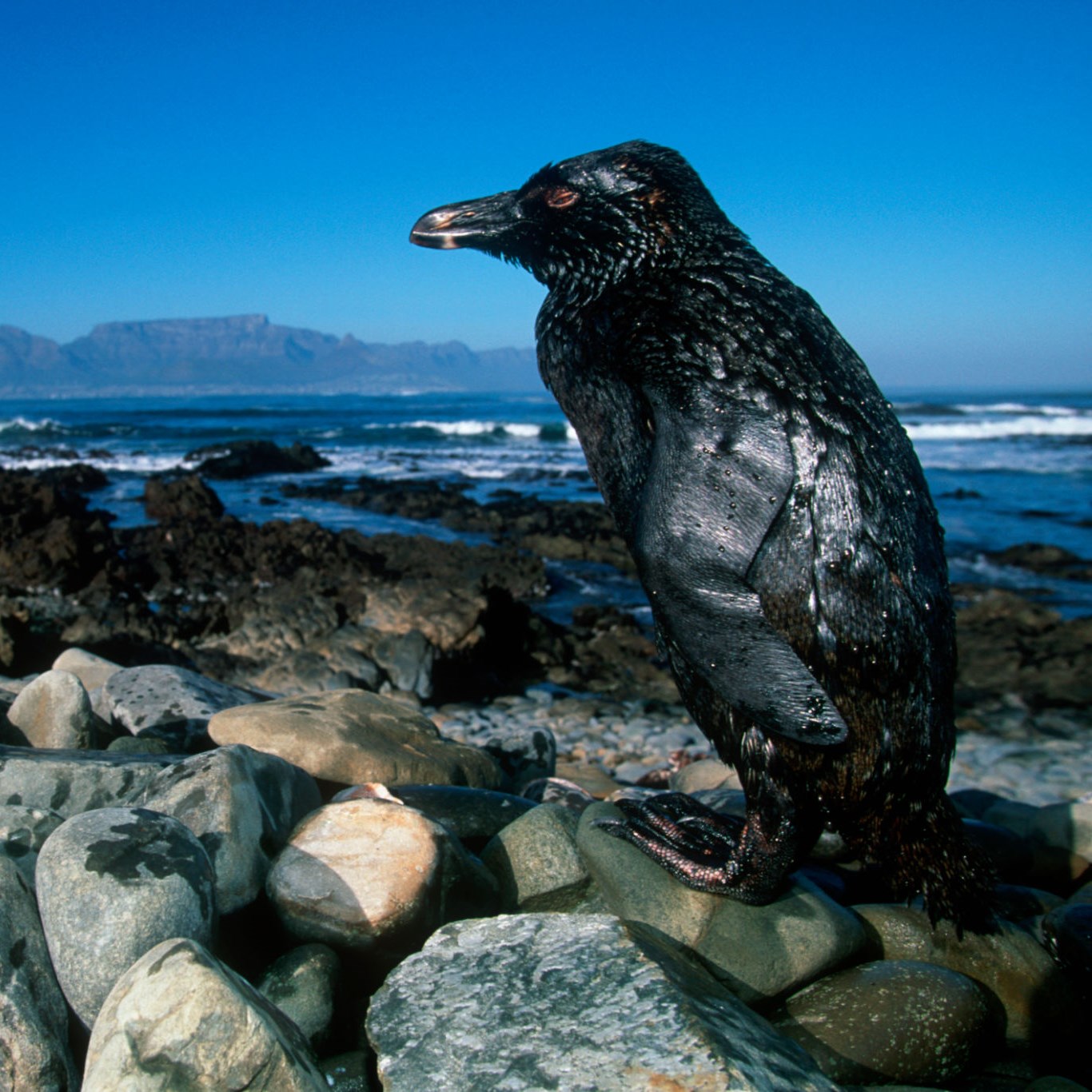 Penguin Plight - Microsoft Edge Addons