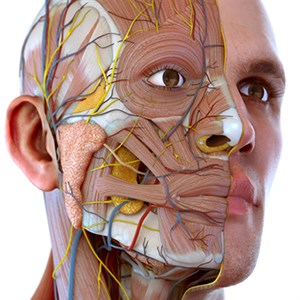 Visual Anatomy 3D - Human - Free download and install on Windows ...