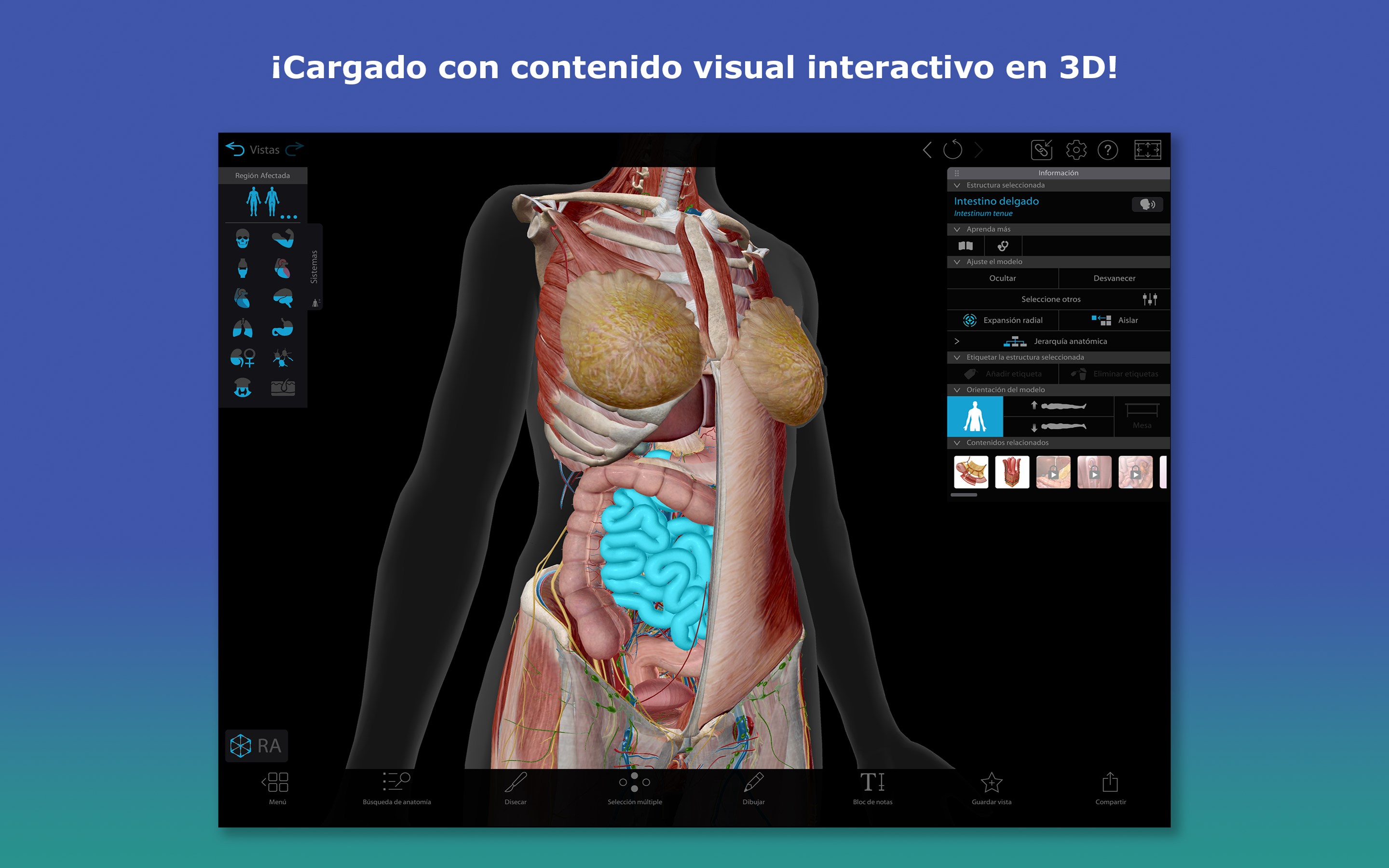 Atlas De Anatomía Humana En 3d Human Anatomy Atlas 7.4 Atlas Del
