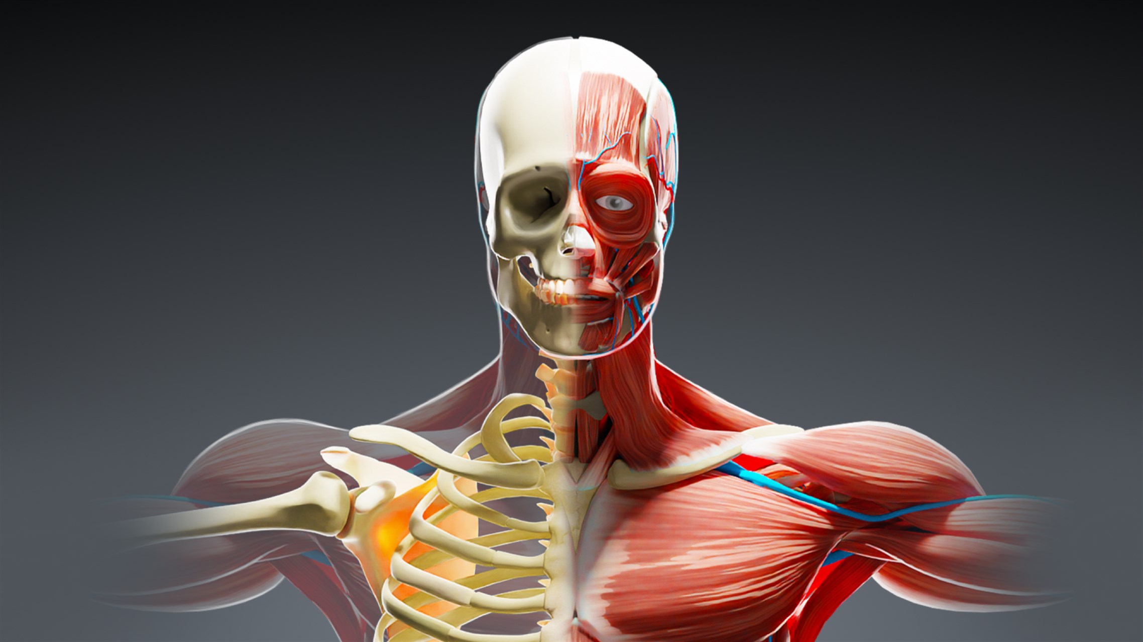 Anatomía Humana Huesos Y Músculos