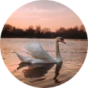 Swan Wallpaper New Tab - Microsoft Edge Addons