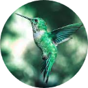 Hummingbird Wallpaper New Tab - Microsoft Edge Addons