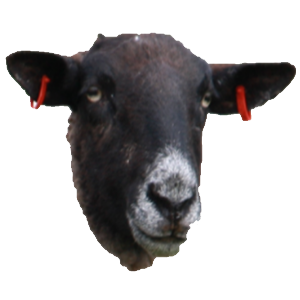 All My Sheep - Download and install on Windows | Microsoft Store