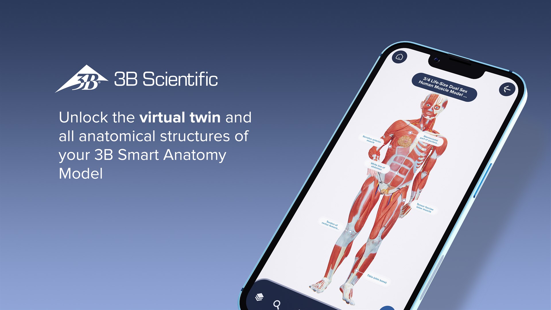 3b Scientific Anatomical Models Factory Sale | www.pinnaxis.com