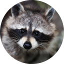 Raccoon Wallpaper New Tab - Microsoft Edge Addons