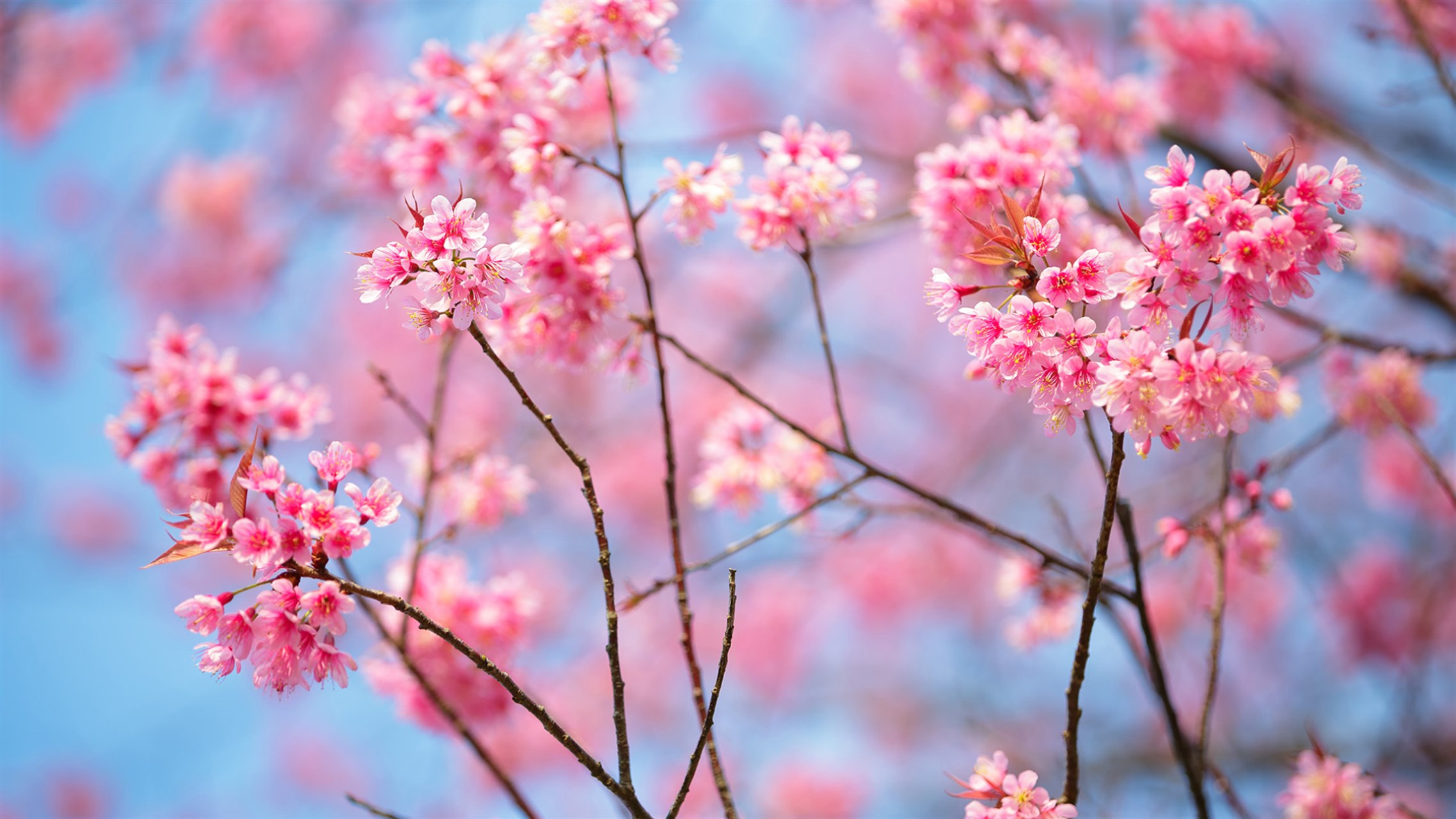 Microsoft Free Wallpaper Flower