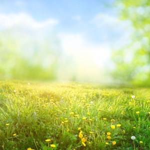 Meadow Landscape - Microsoft Edge Addons