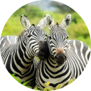 Zebra Wallpaper - Microsoft Edge Addons