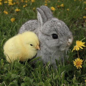 My Bunny Rabbit HD Wallpapers New Tab Theme - Microsoft Edge Addons