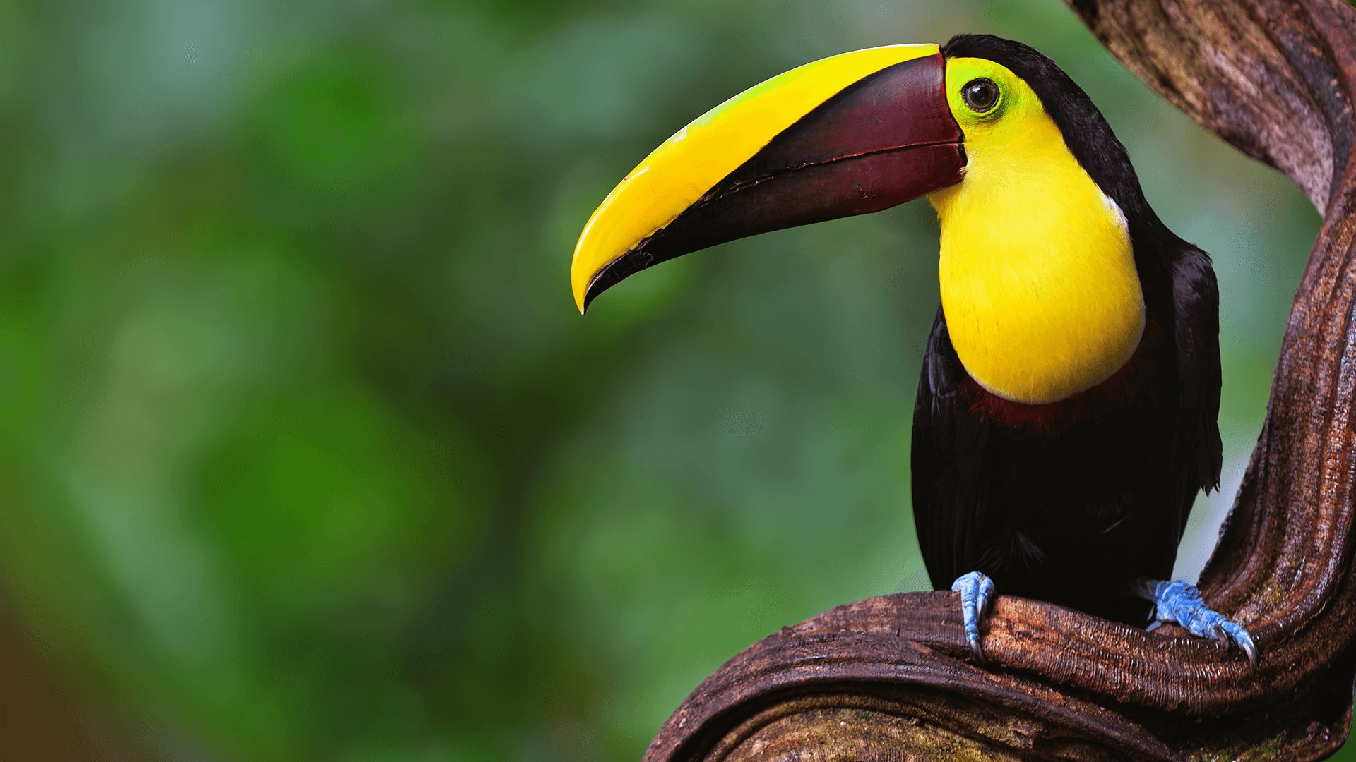 Get Amazon Wildlife PREMIUM - Microsoft Store en-GH