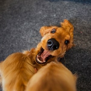 Cocker Spaniel Play - Microsoft Edge Addons