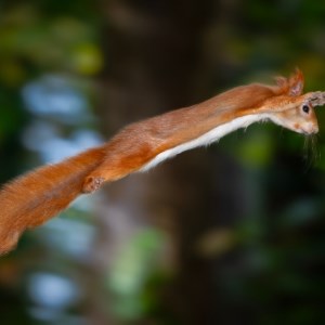 Forest Squirrel - Microsoft Edge Addons