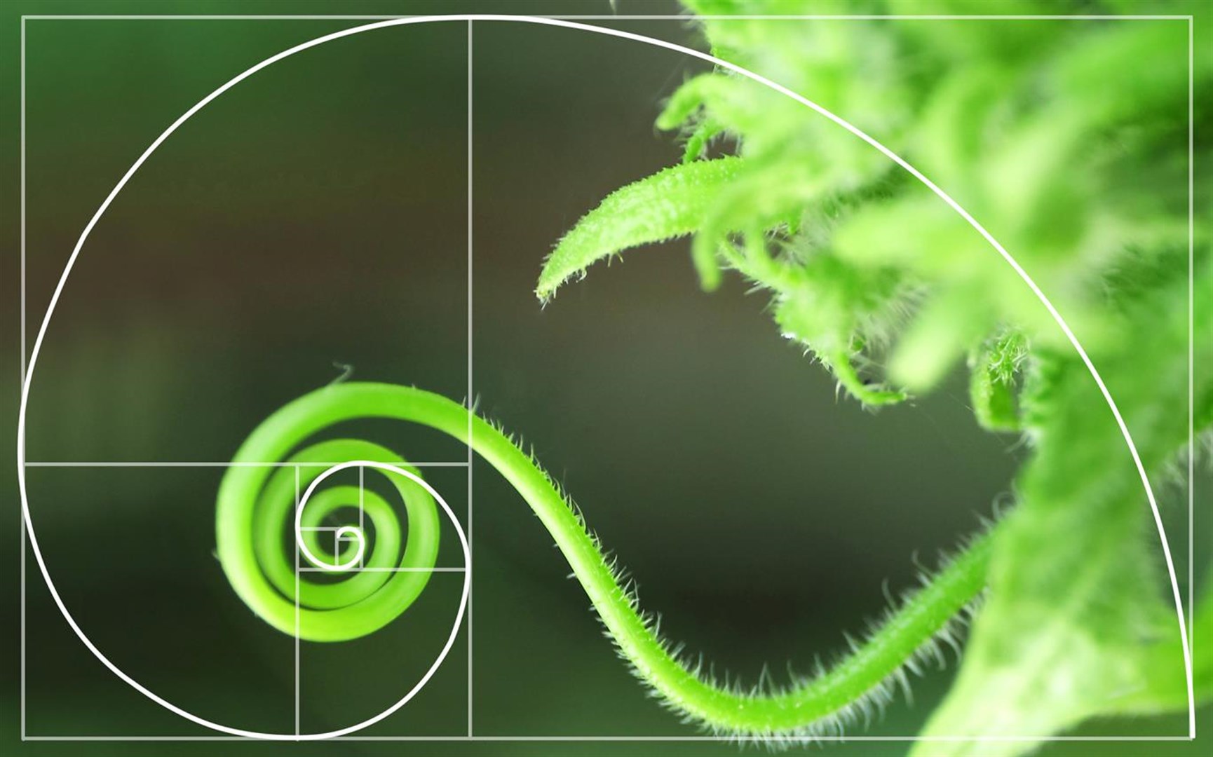 Fibonacci Sequence In Nature Wallpaper