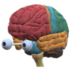 Brain Anatomy VR for PC Windows