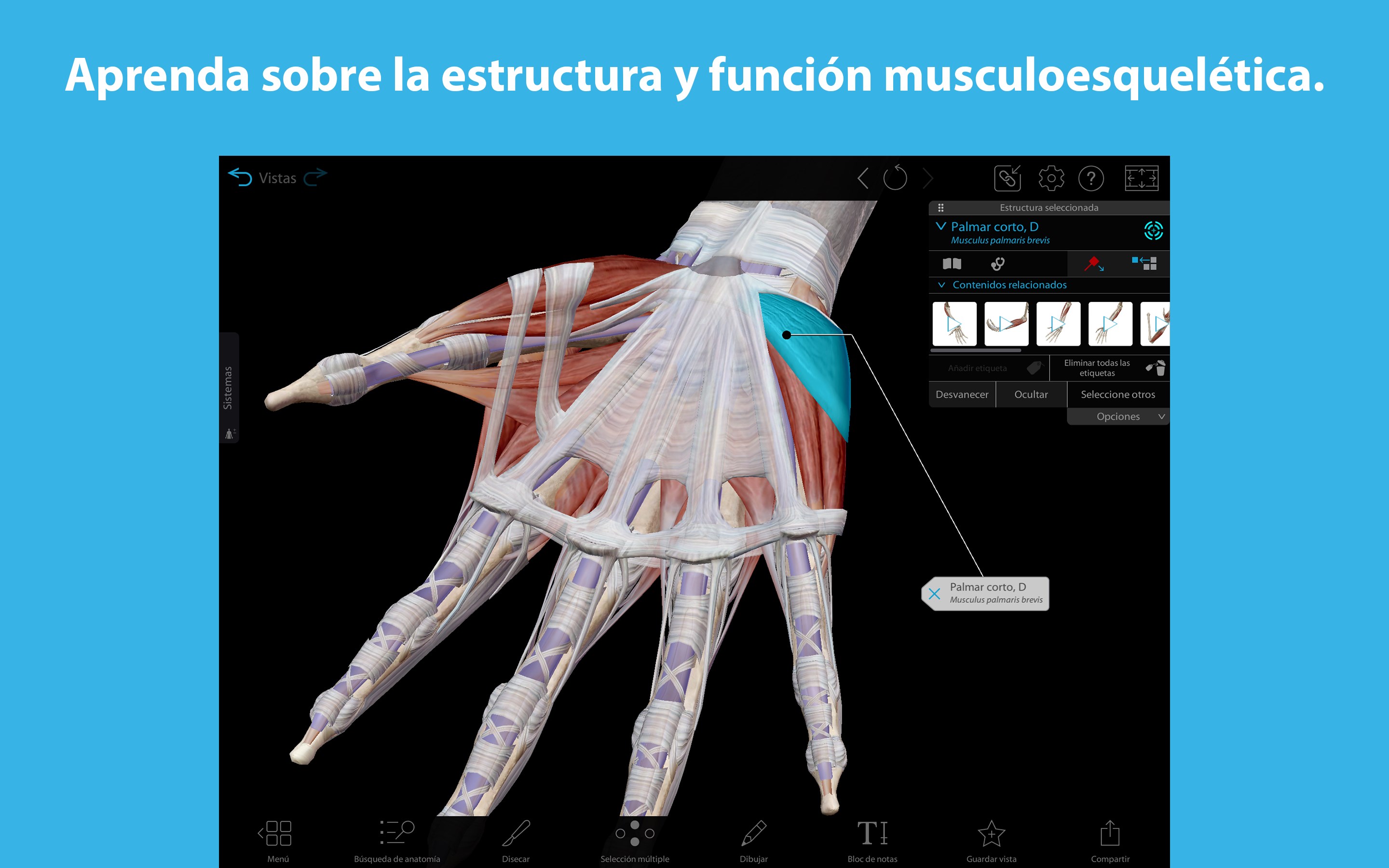 Mapa De Anatomía Corporal