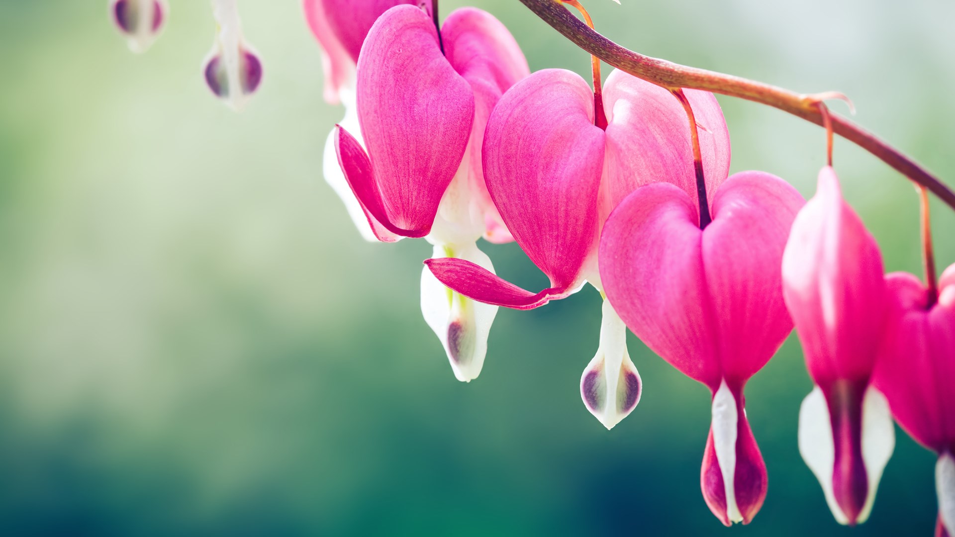 Get Hearts in Nature - Microsoft Store Get Hearts in Nature - Microsoft Store