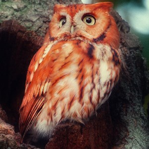 Owl Jigsaw Puzzles - Download and play on Windows | Microsoft Store