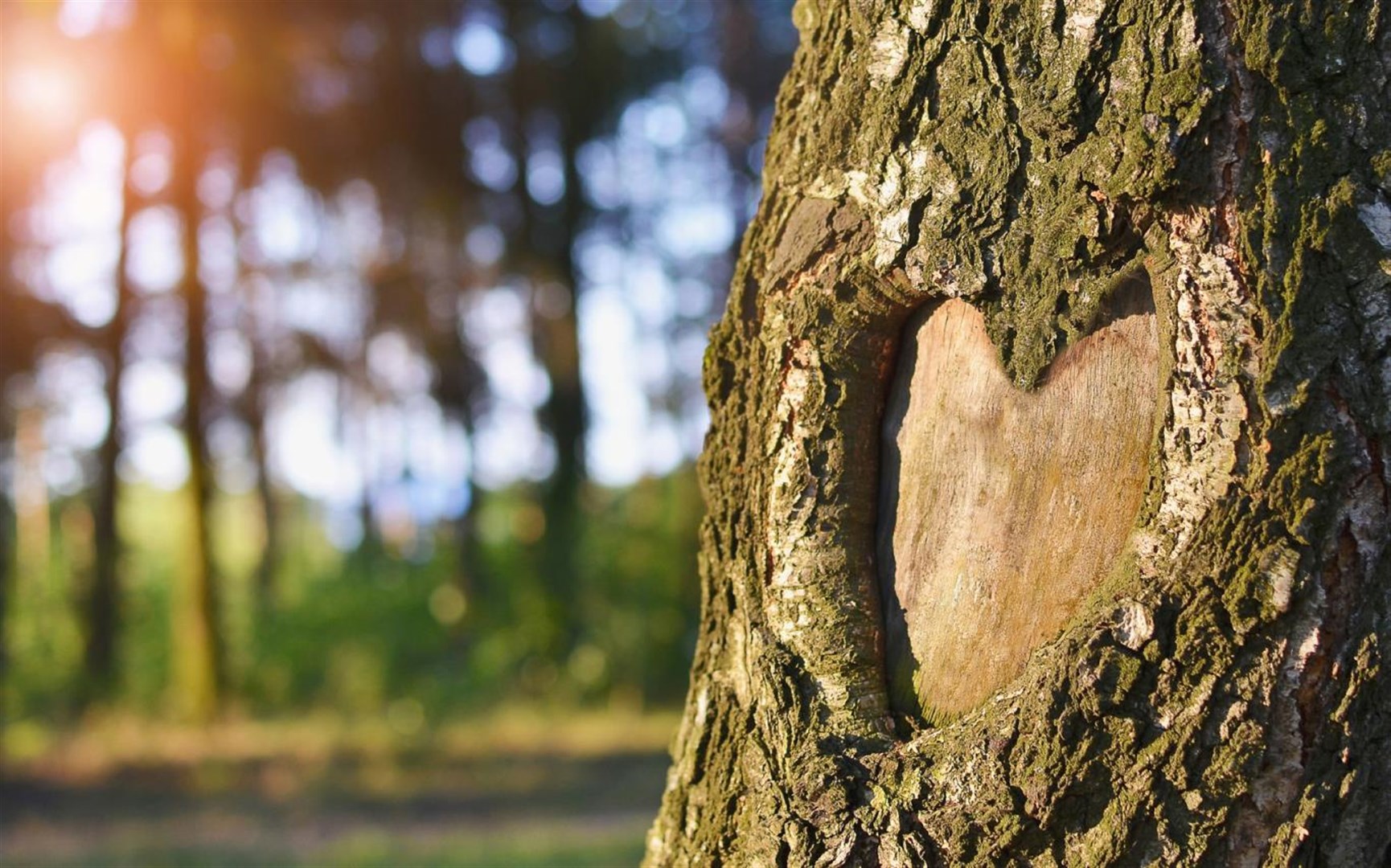 Hearts In Nature Photos