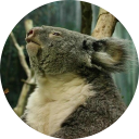 Koala Wallpaper - Microsoft Edge Addons