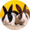 Bunny & Rabbit Wallpaper - Microsoft Edge Addons