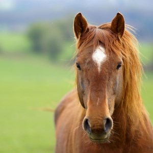 Pony Portrait - Microsoft Edge Addons