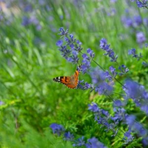 Butterfly on Lavender - Microsoft Edge Addons