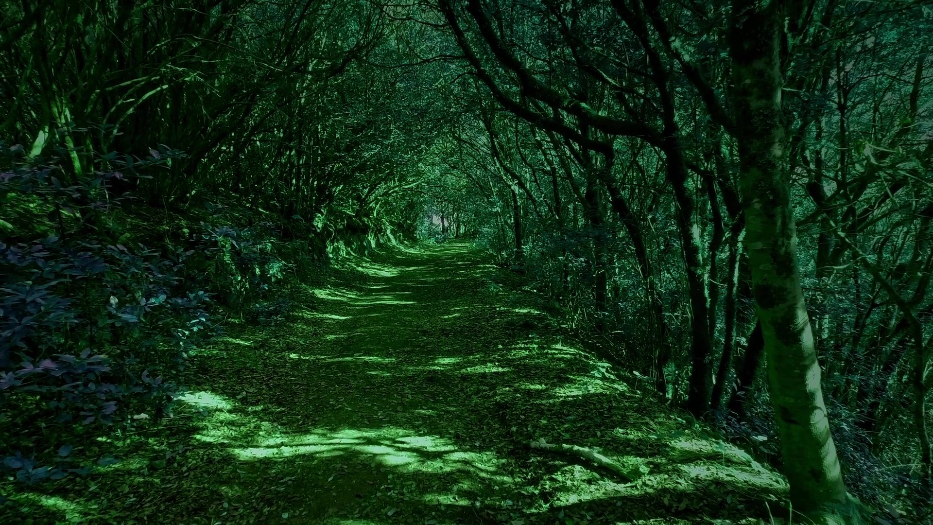 Live Forest Wallpapers Forest In Fog Rebel Walls