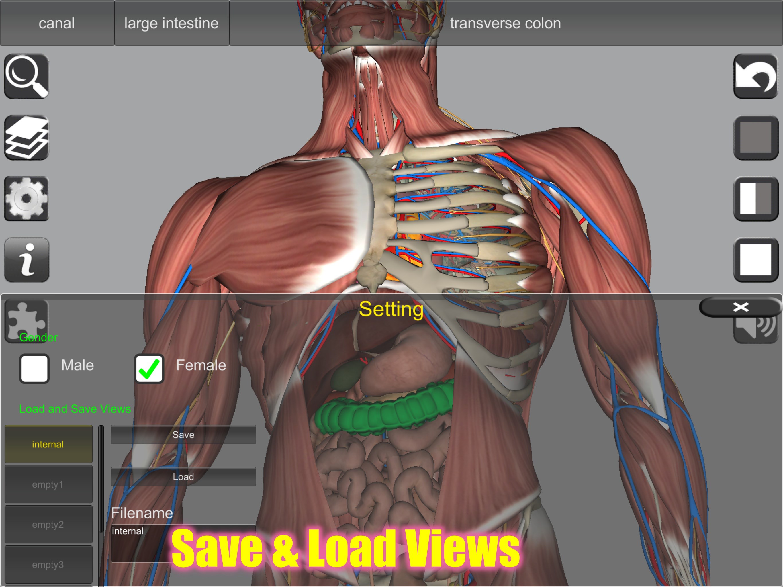 Anatomy windows