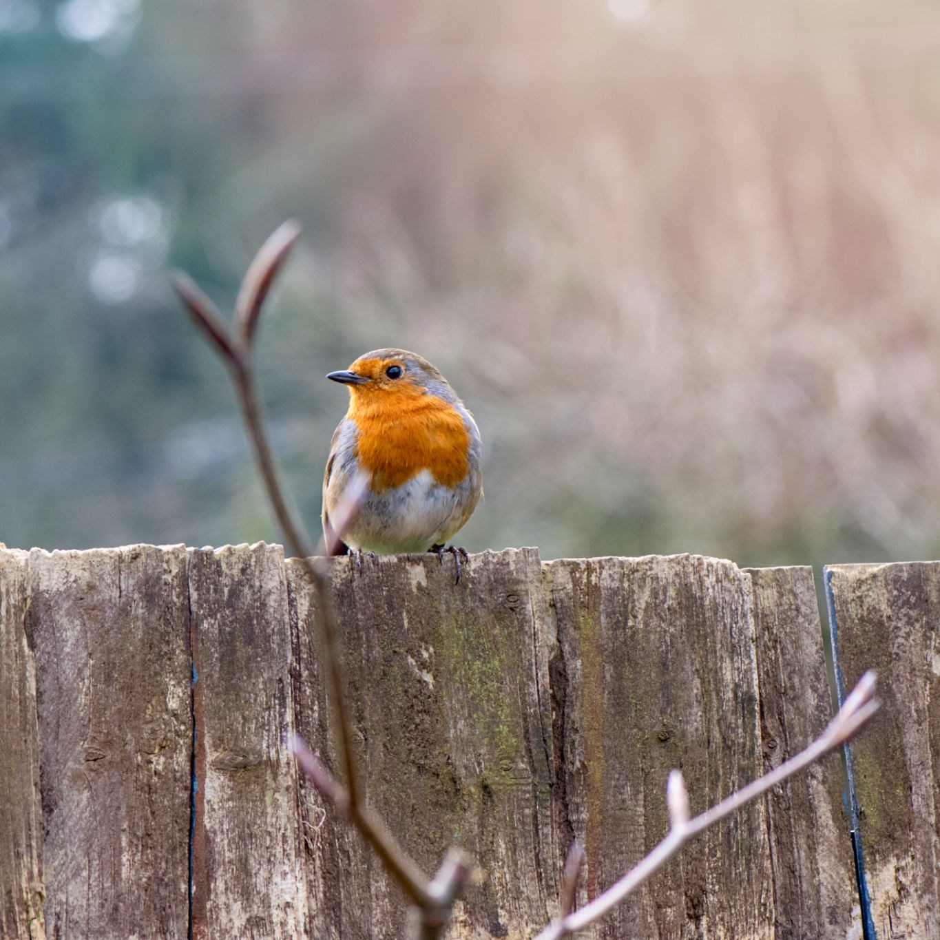 Sunshine Robin Fence - Microsoft Edge Addons