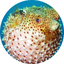 Pufferfish Wallpaper - Microsoft Edge Addons