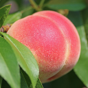 Peach - Microsoft Edge Addons