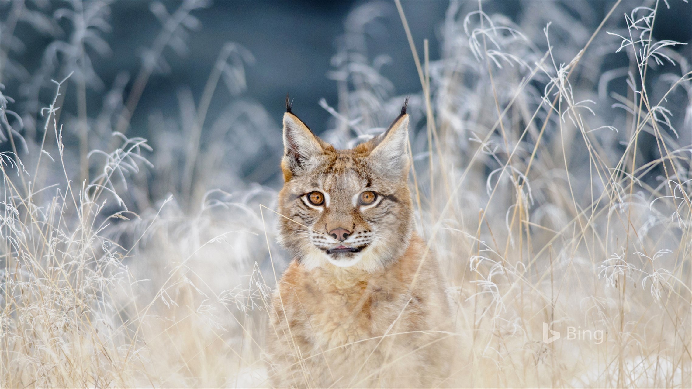 Bing Wallpapers As Desktop Background Cat Bing Companion Stock Photos