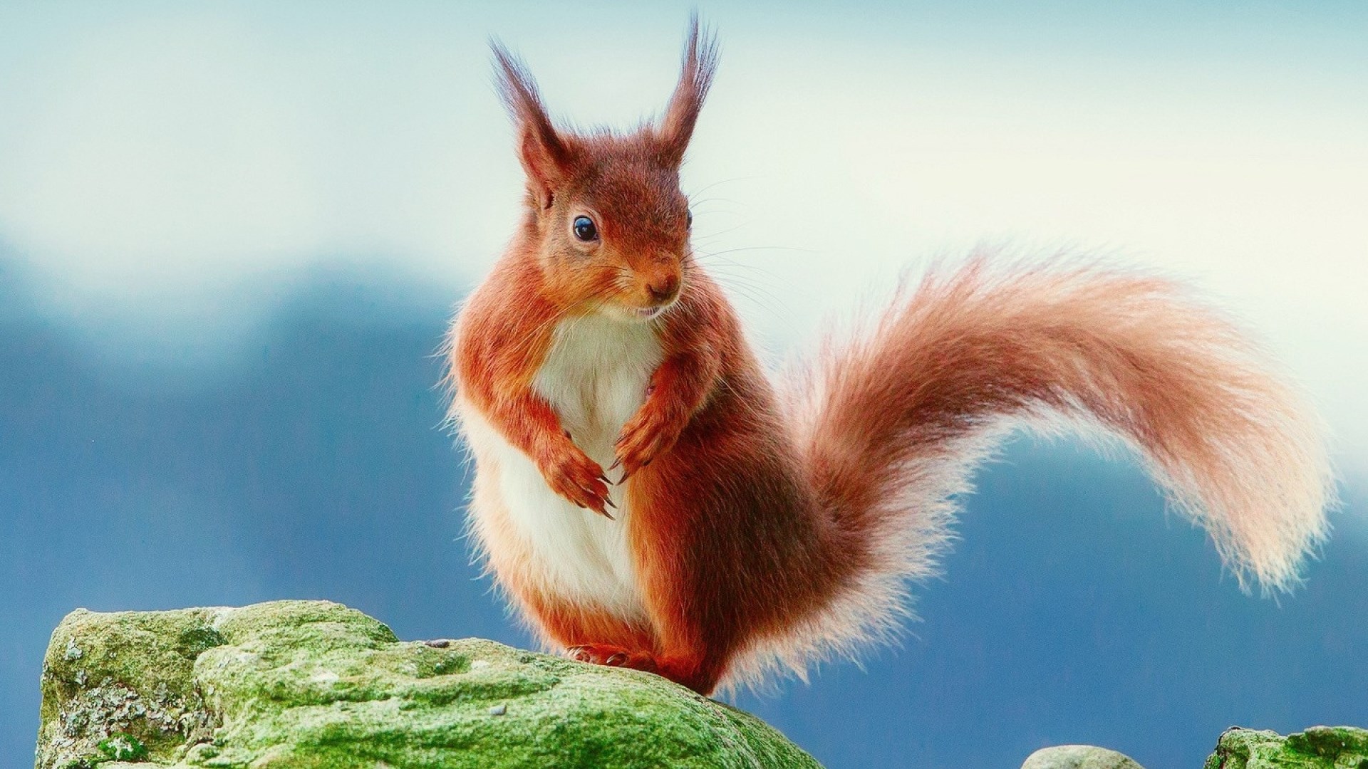 Buy Forest Animals Jigsaw Puzzles - Microsoft Store en-AU
