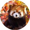Red Panda Wallpaper New Tab - Microsoft Edge Addons