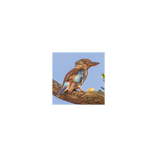 Stewart Australian Bird Calls - Download and install on Windows ...