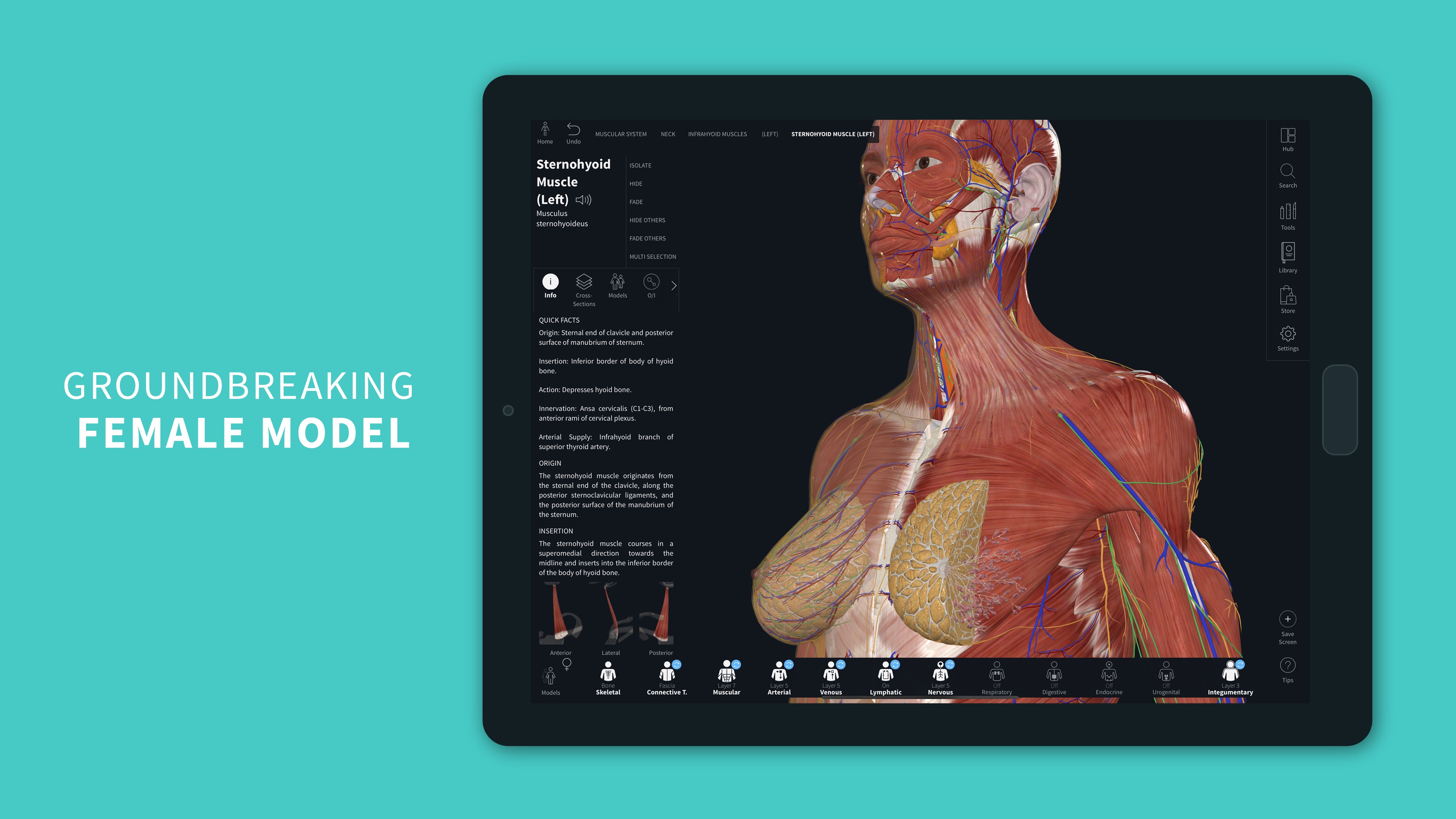 Interactive 3d Human Anatomy Shoulder