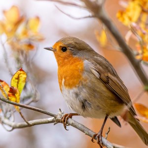 Autumn Robin Perch - Microsoft Edge Addons