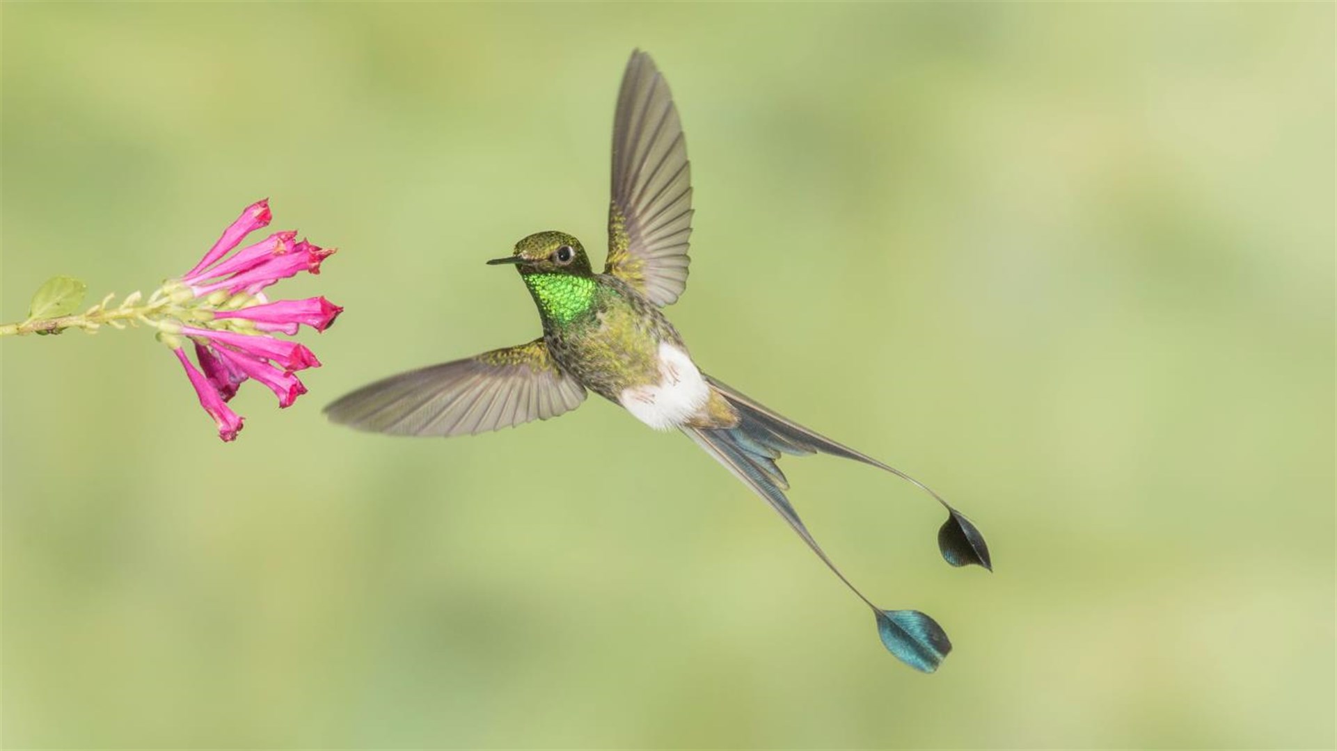 Hummingbird Windows 8