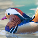Mandarin Duck HD Wallpapers - Microsoft Edge Addons