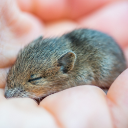 Mouse Wallpaper New Tab - Microsoft Edge Addons
