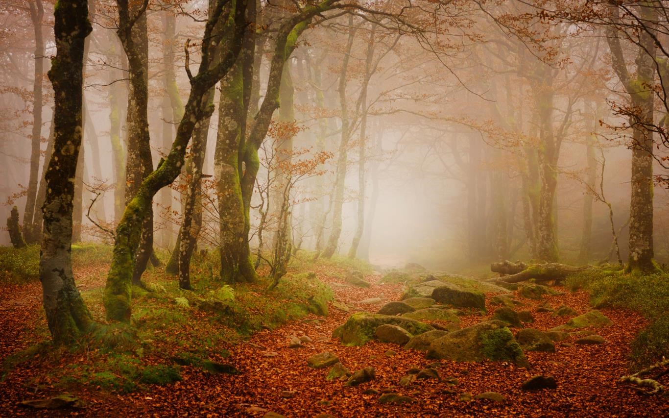 Microsoft Windows 10 Wallpaper Forest