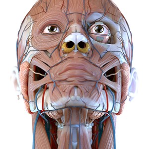 Visual Anatomy 3D - Human - Free download and install on Windows ...