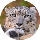Snow Leopard Wallpaper - Microsoft Edge Addons
