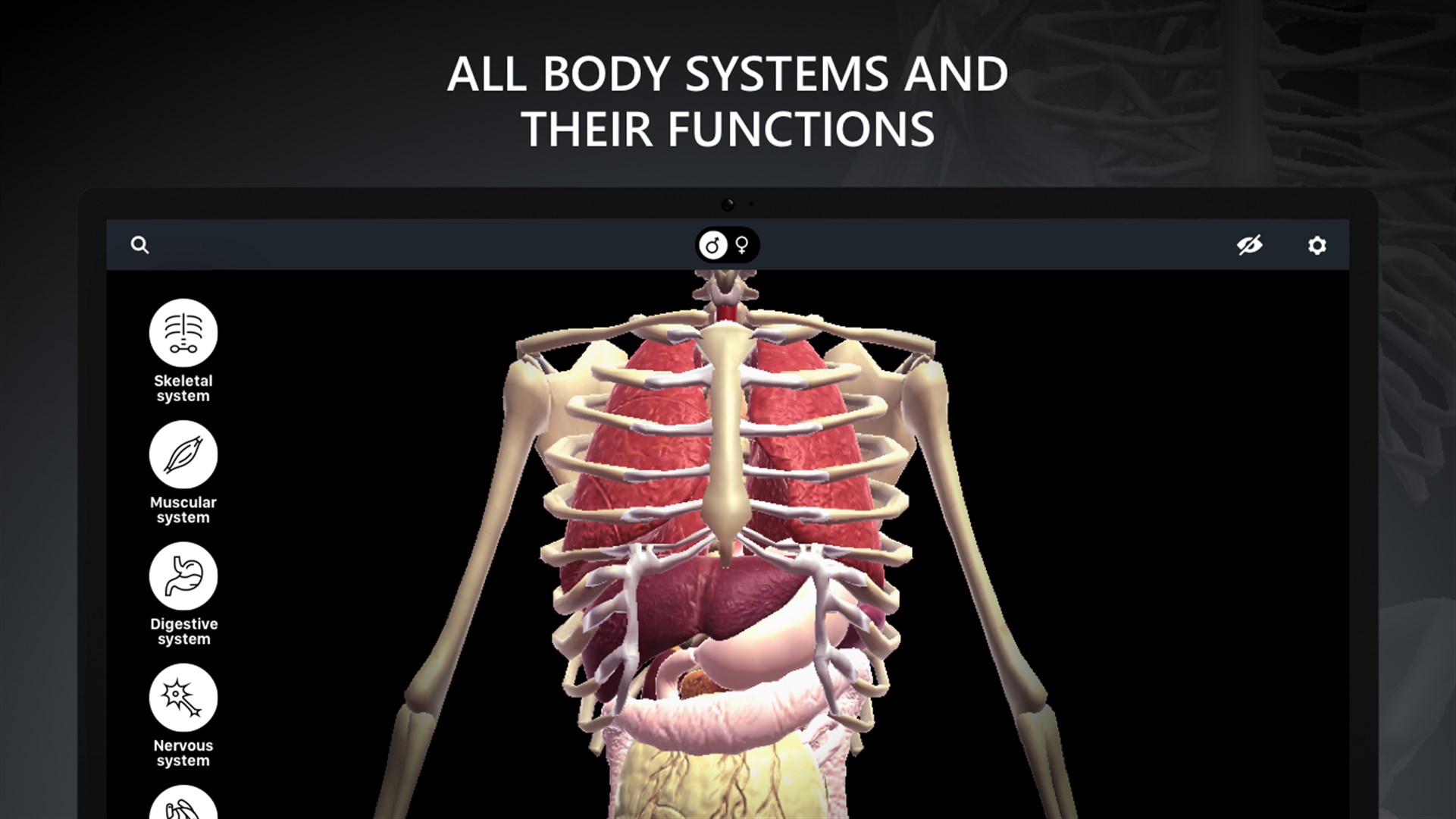 Human Being Body 3d