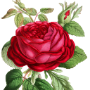 Flower - Microsoft Edge Addons