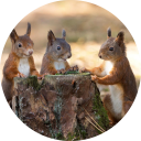 Wild Animal Wallpaper - Microsoft Edge Addons