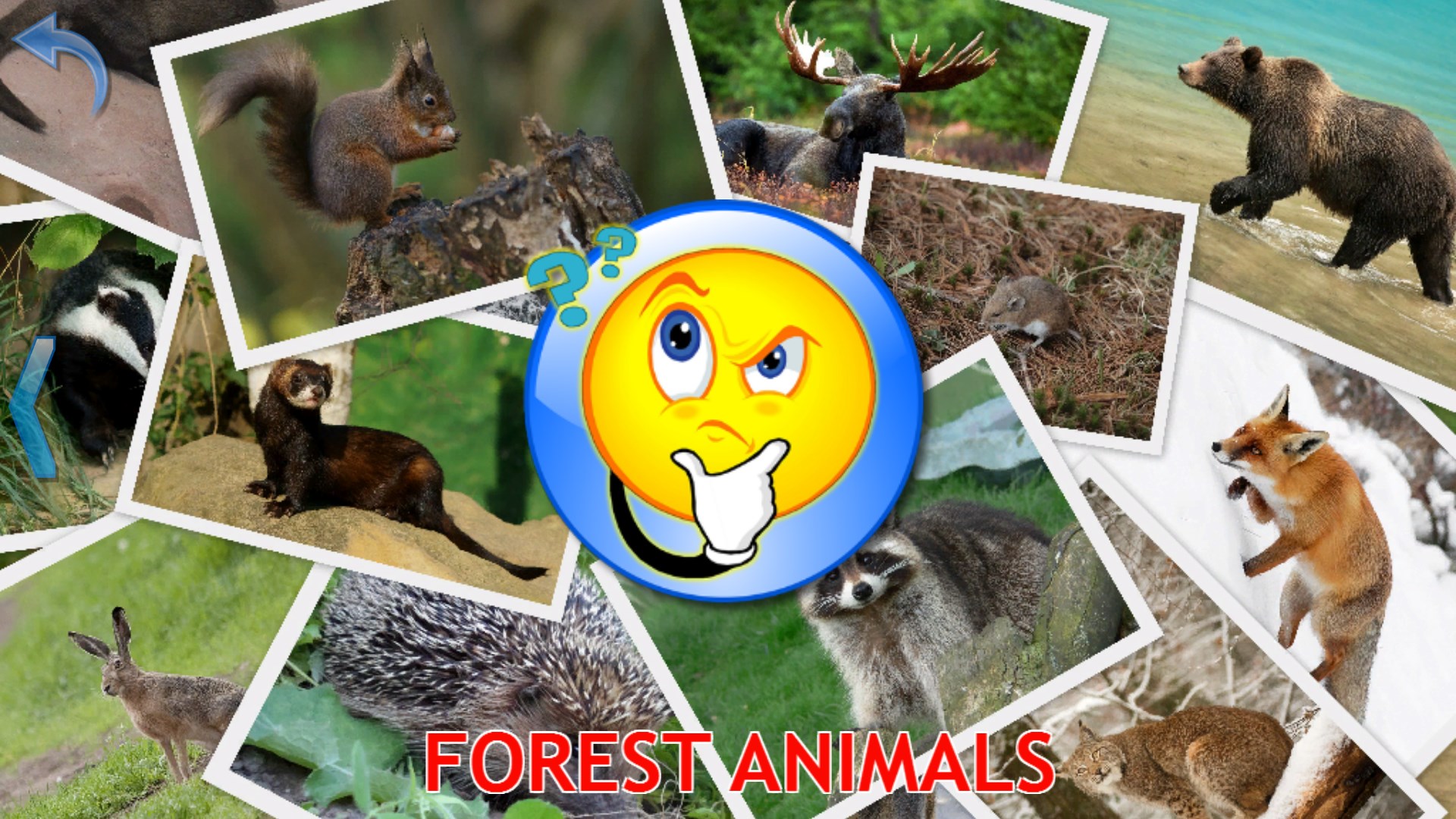 Forest Animals For Kids