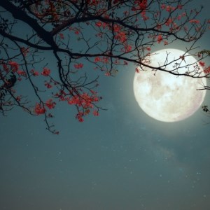 Night Blossom - Microsoft Edge Addons