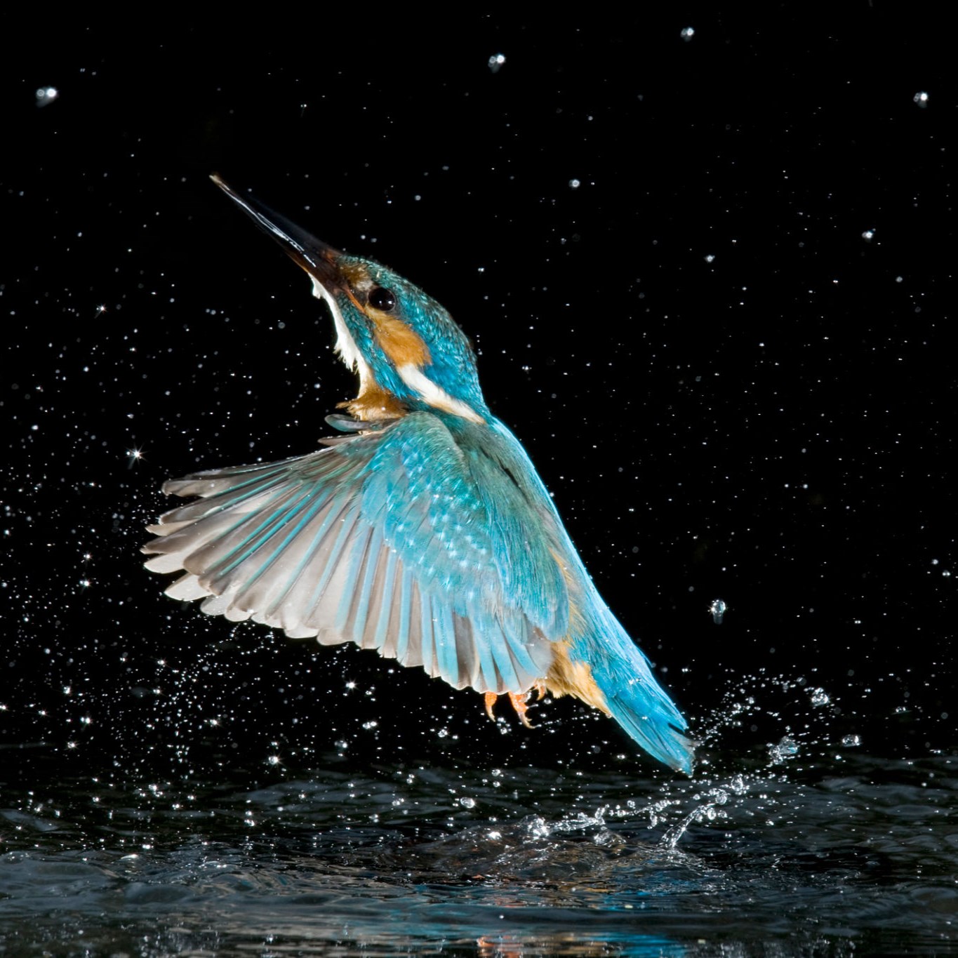 Vivid Water Hunter - Microsoft Edge Addons